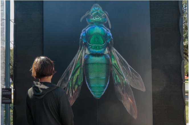 Presentan ‘Insectus, ciencia-arte-cultura’ para destacar importancia de ...